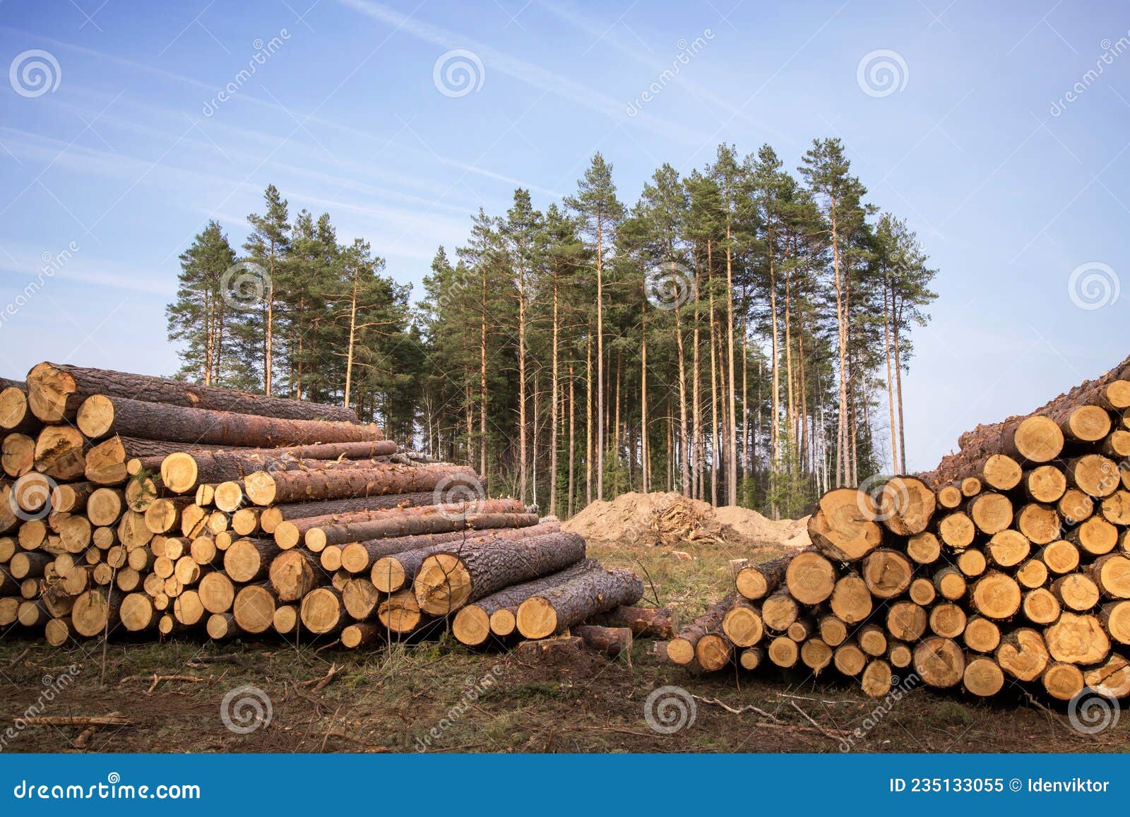 Timber Harvesting For Lumber Industry Or Wooden Housing Construction ...