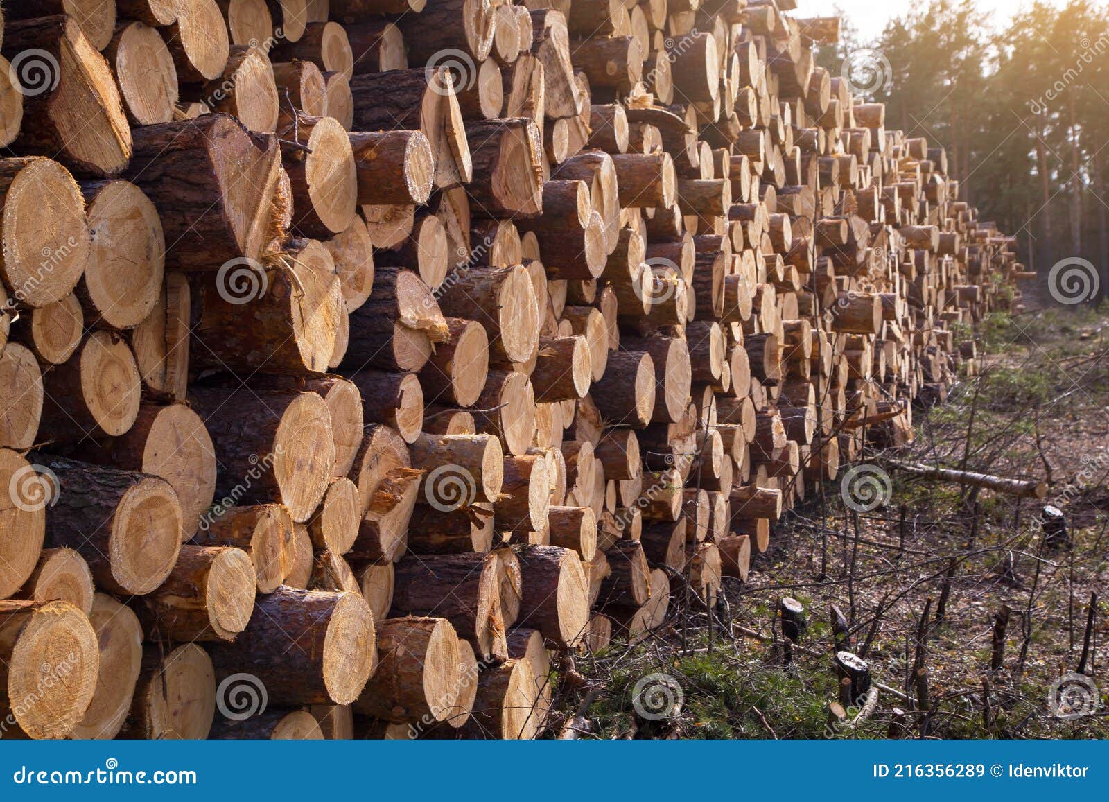 Deforestation, Forest Destruction. Timber Harvesting in Forest Stock ...