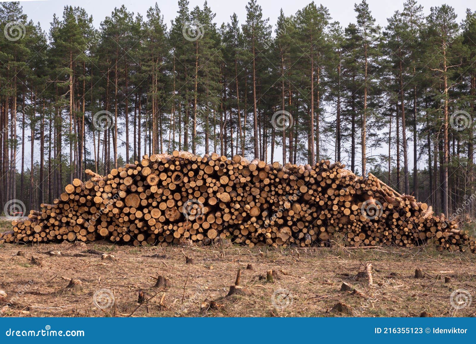 Deforestation, Forest Destruction. Chopped Tree On Ground In Forest ...