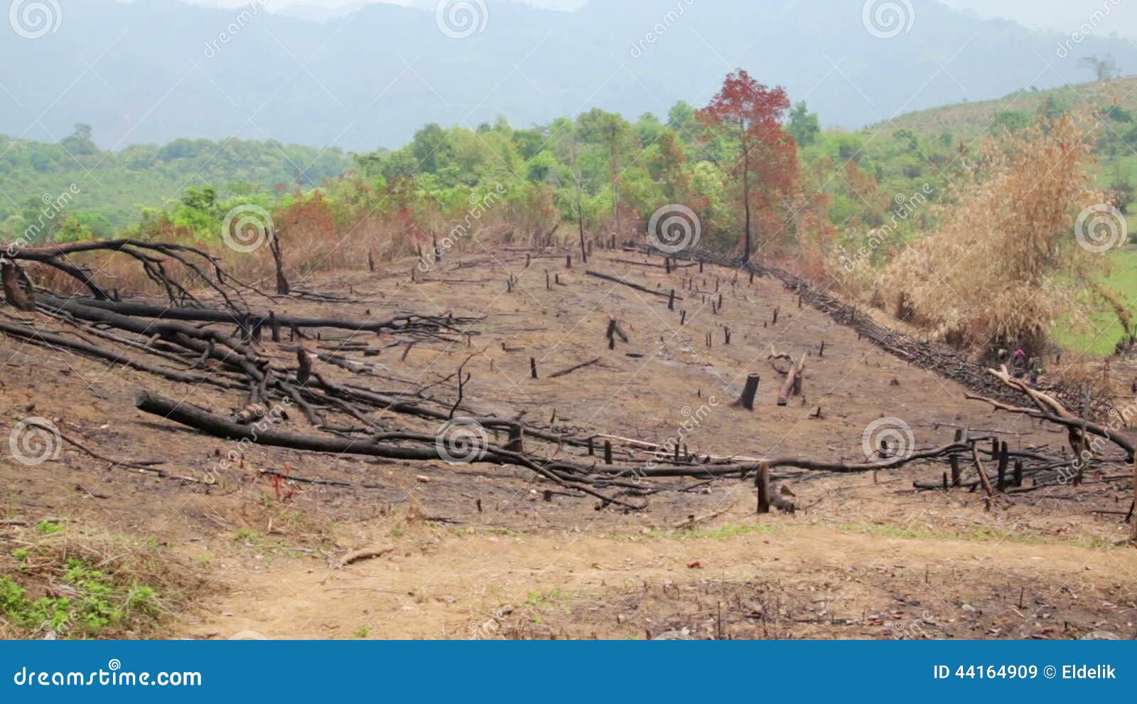 Deforestation, after Forest Fire, Natural Disaster Stock Video - Video ...