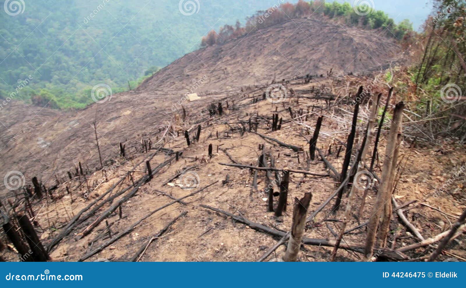 Deforestation, after Forest Fire, Natural Disaster Stock Video - Video ...
