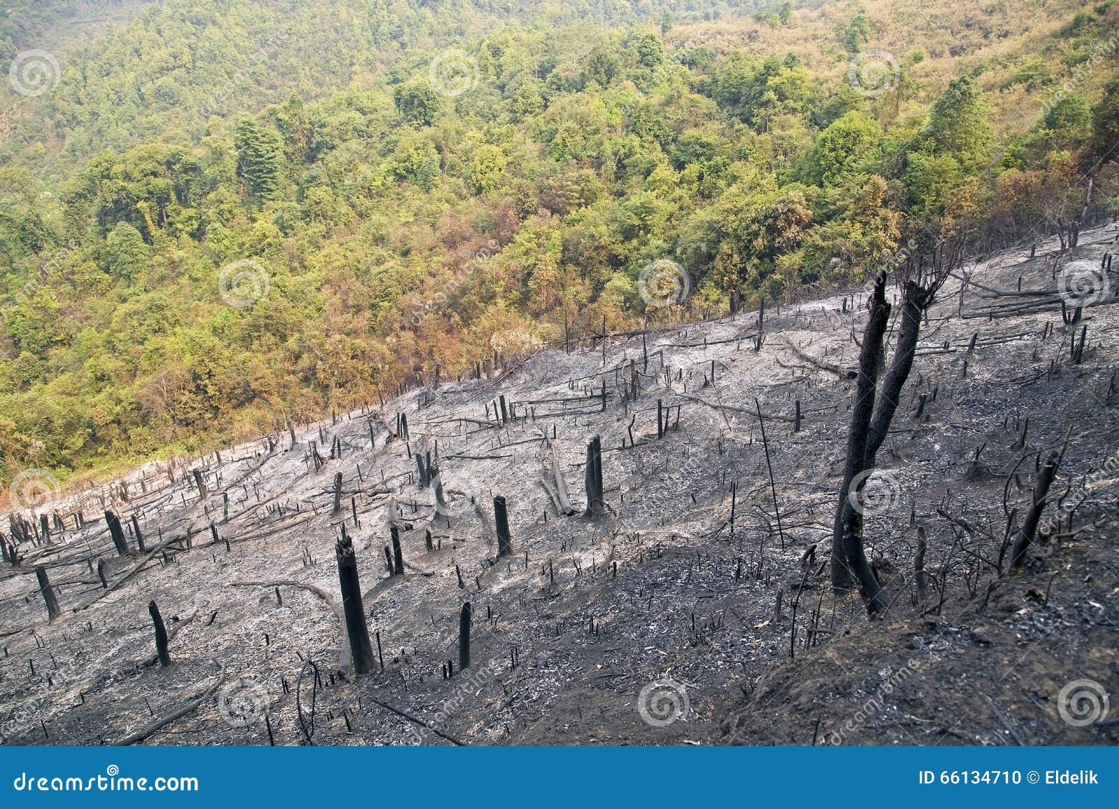 Deforestation, after Forest Fire, Natural Disaster, Laos Stock Photo ...