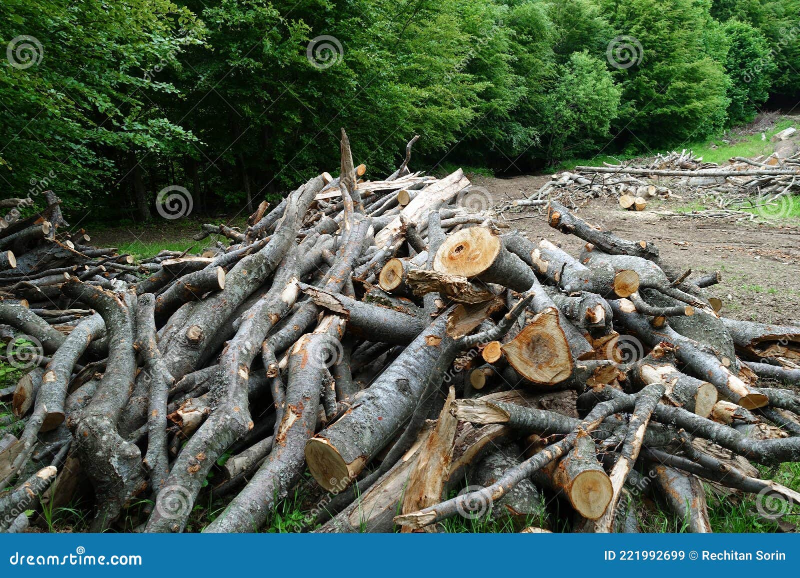 Cut Down Trees in the Forest. Stock Image - Image of bright, lush ...
