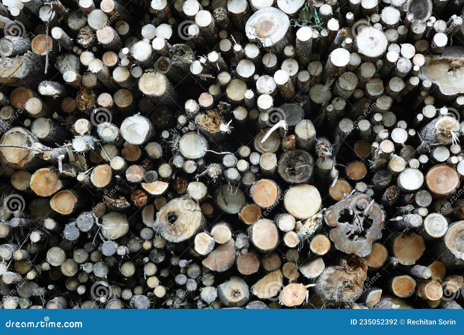 Stack of Piled Fir Tree Logs. Stock Photo - Image of landscape, ecology ...