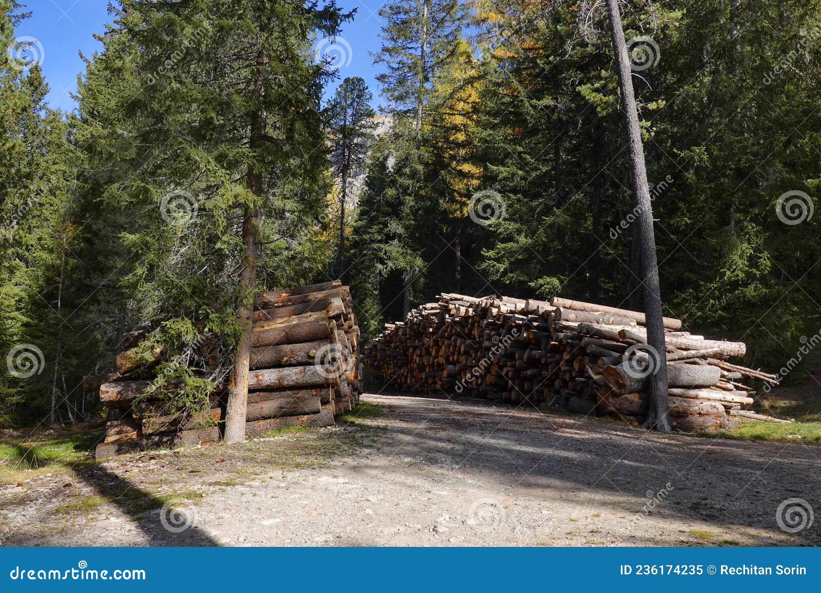 Stack of Piled Fir Tree Logs at the Edge of the Forest.. Stock Image ...