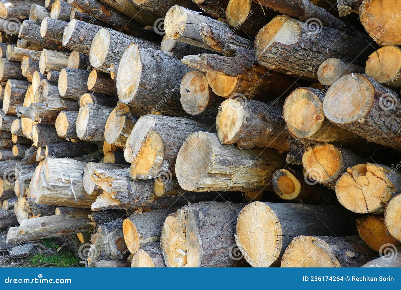Stack of Piled Fir Tree Logs. Stock Photo - Image of plant, landscape ...