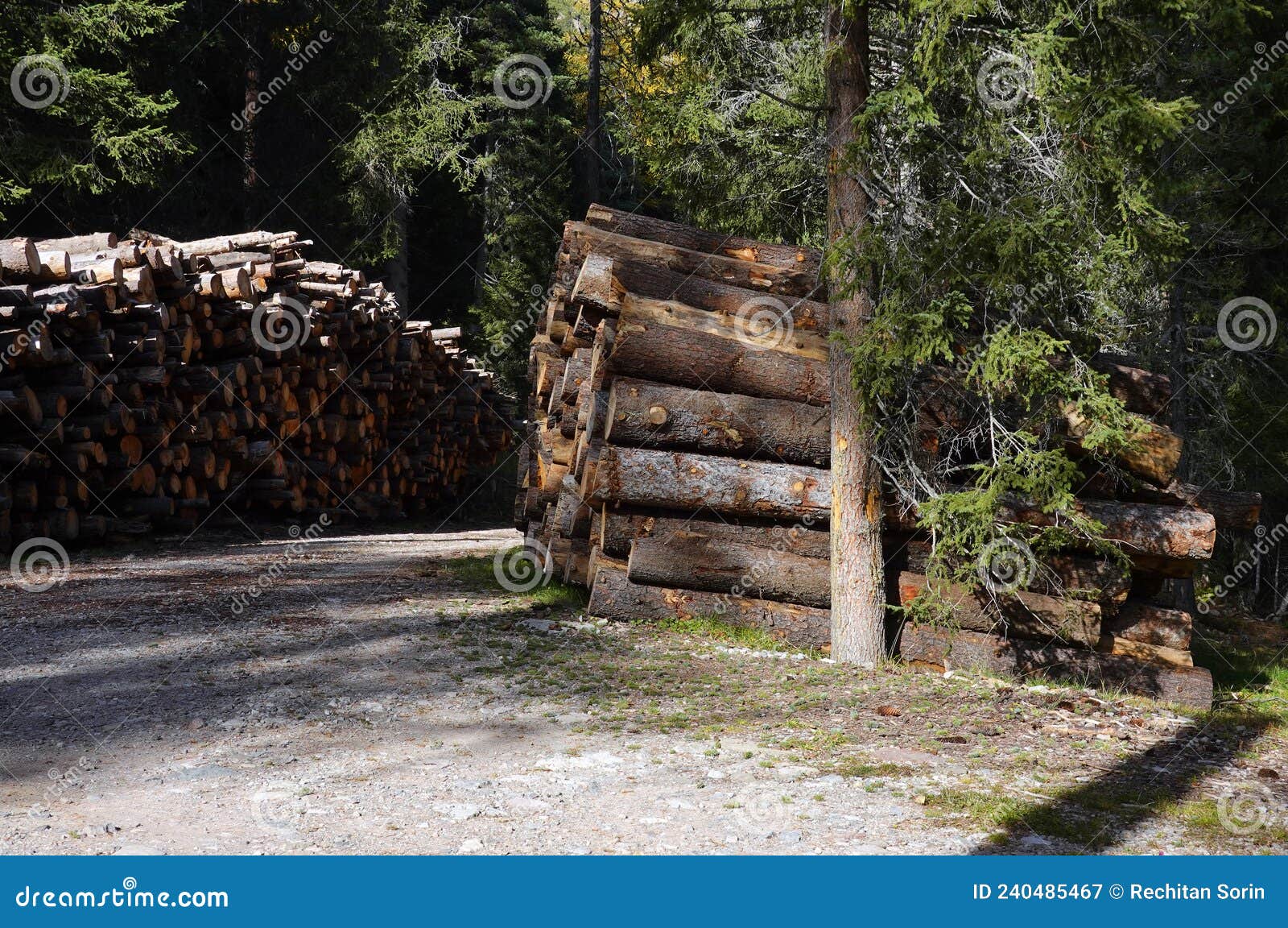 Stack of Piled Fir Tree Logs at the Edge of the Forest. Stock Image ...