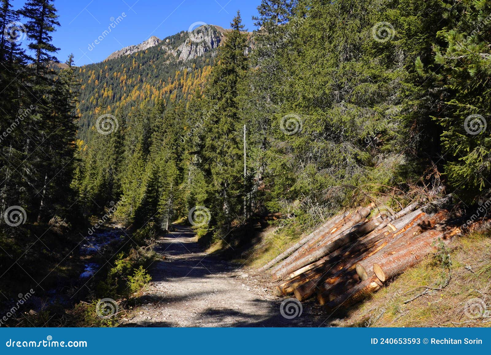 Stack of Piled Fir Tree Logs at the Edge of the Forest. Stock Image ...