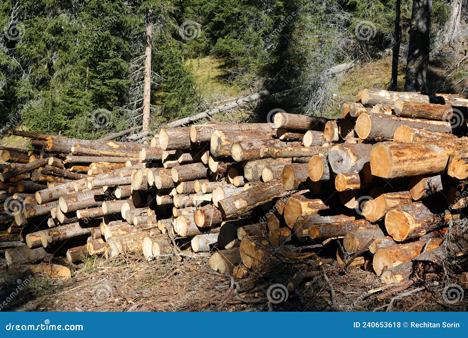 Stack of Piled Fir Tree Logs at the Edge of the Forest. Stock Photo ...