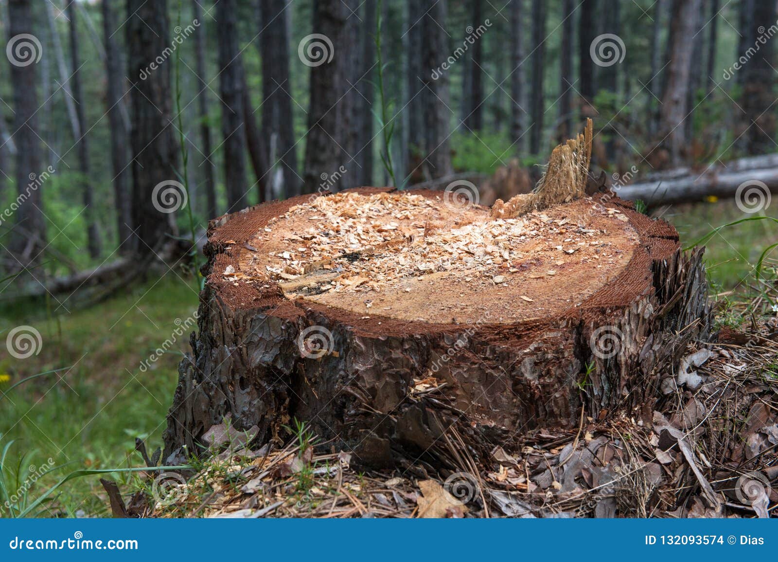Tree Being Cut Down in a Forest. Stock Photo - Image of scosystem ...