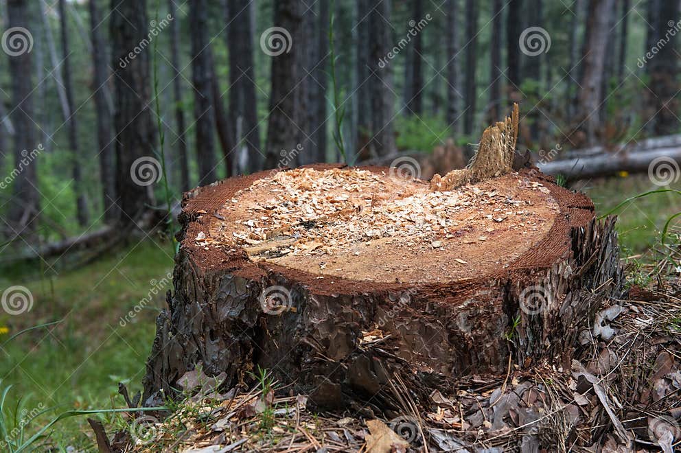 Tree Being Cut Down in a Forest. Stock Photo - Image of scosystem ...