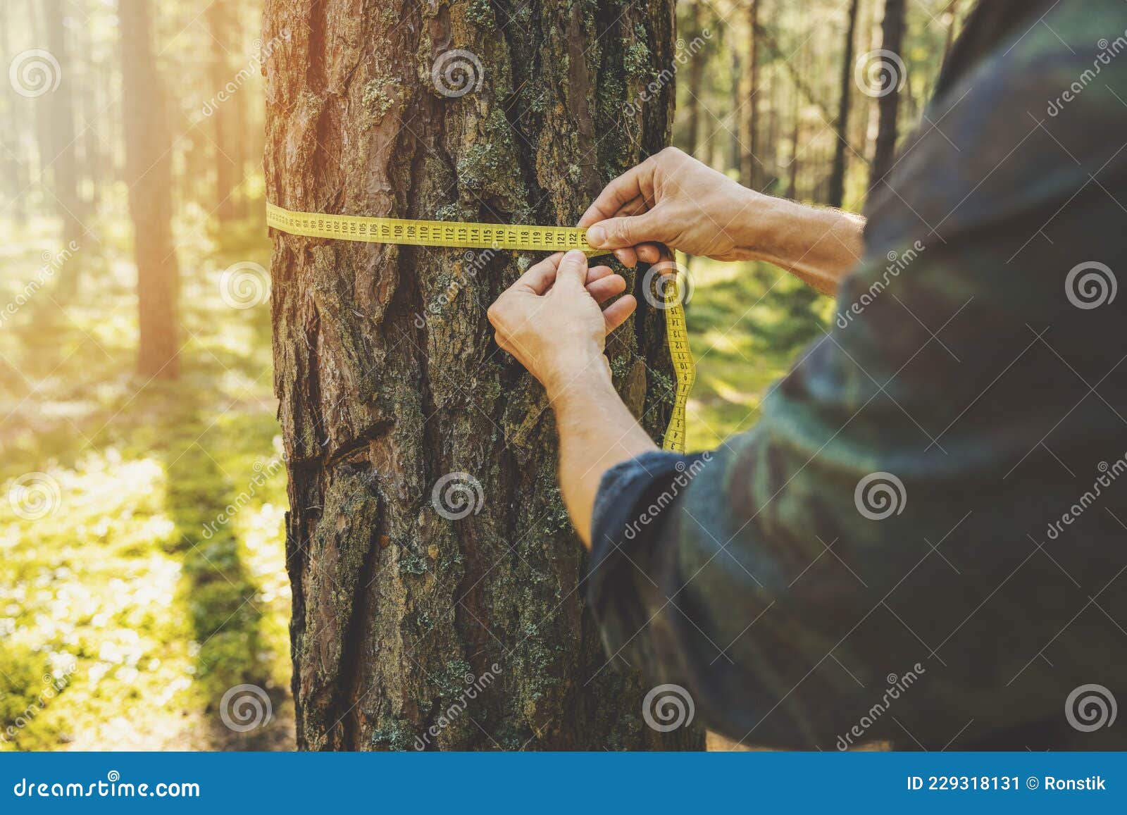 Deforestation and Forest Valuation - Man Measuring the Circumference of ...