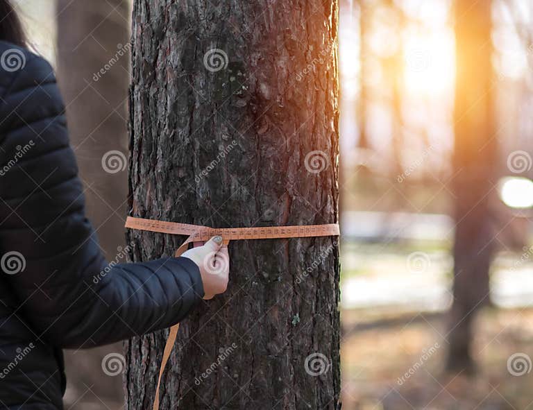 Deforestation and Forest Valuation. Measuring the Circumference of a ...