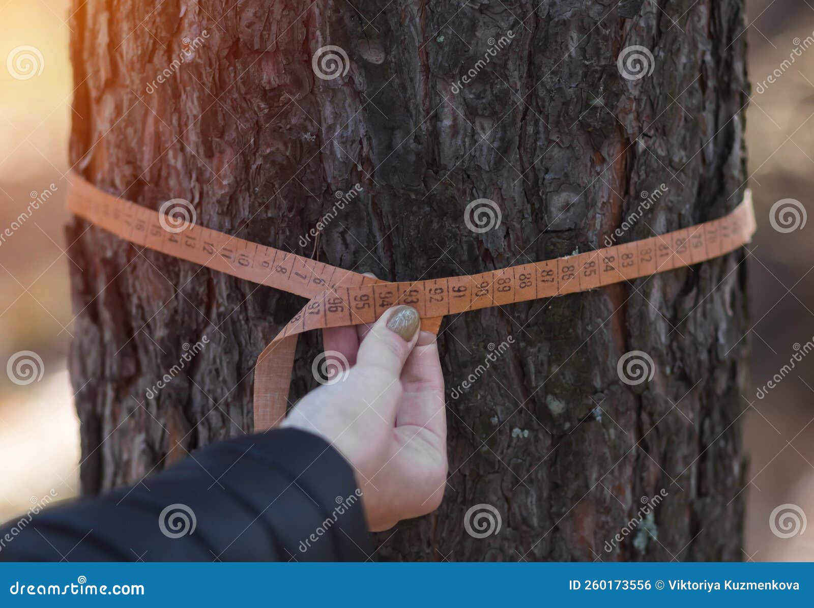 Deforestation and Forest Valuation. Measuring the Circumference of a ...
