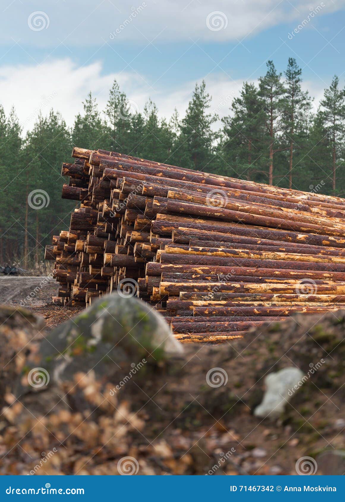 Deforestation stock photo. Image of environment, forestry - 71467342