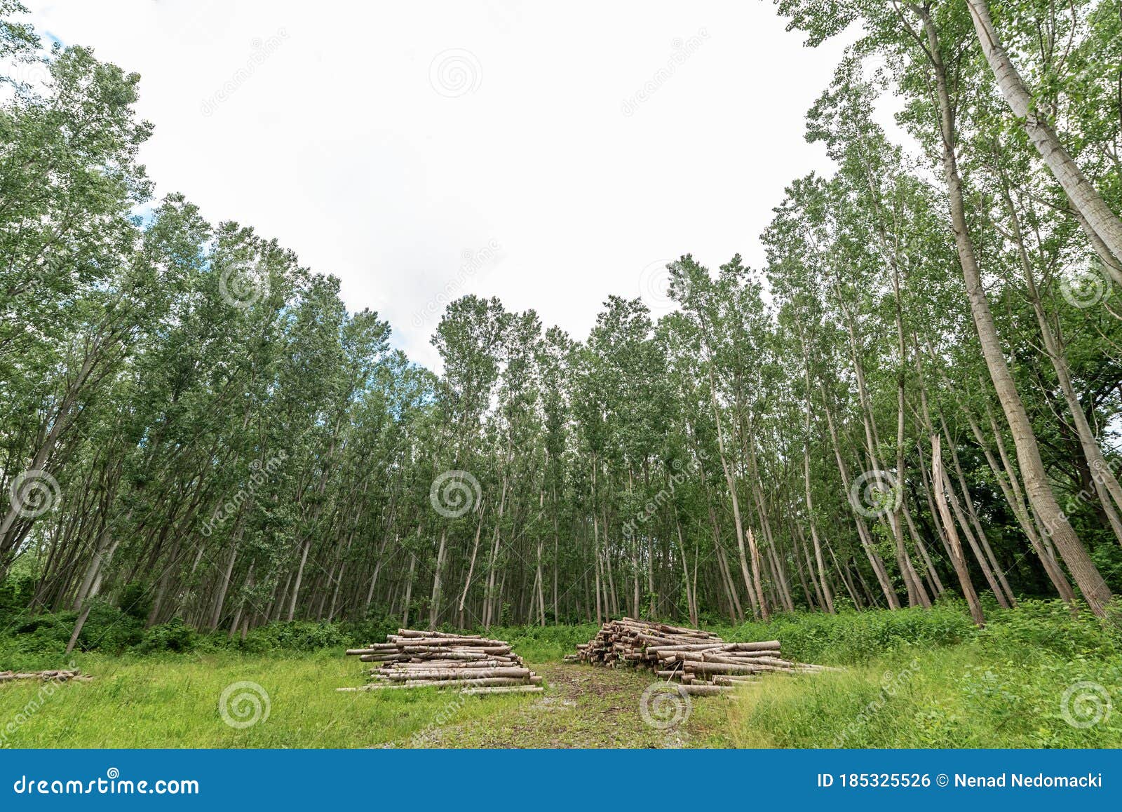 Deforestation. Freshly Chopped Tree Trunks Stock Photo - Image of ...