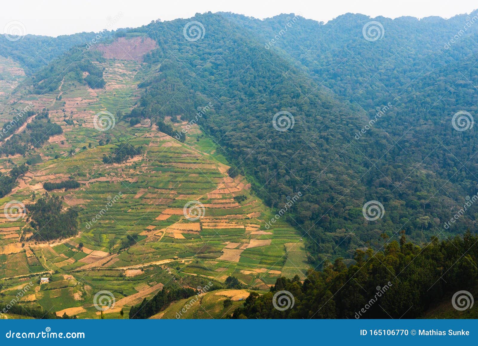 Deforestation at the Frontier To Bwindi Nationalpark in Uganda Stock ...