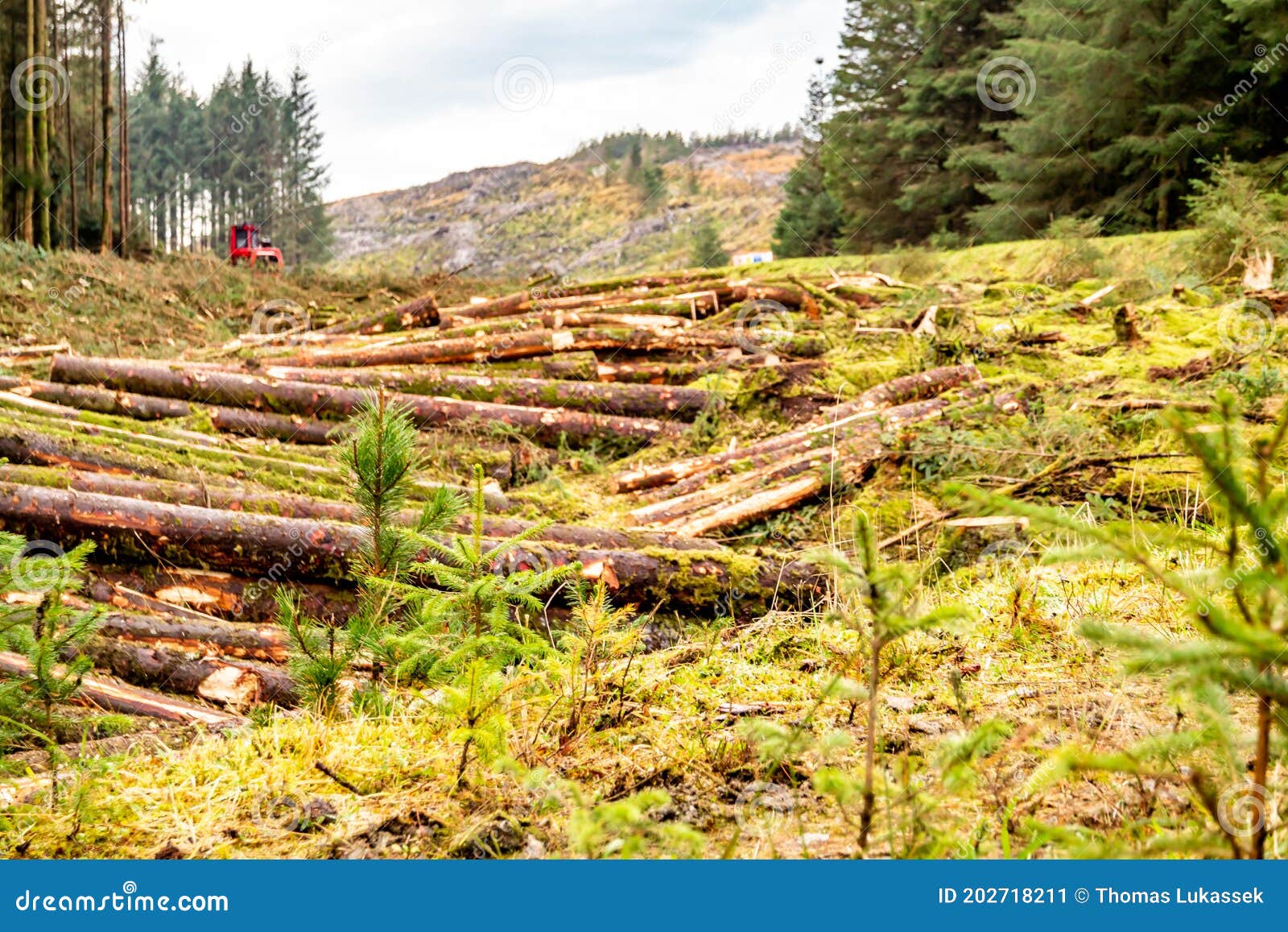 Deforestation Giong on in County Donegal - Ireland Stock Image - Image ...