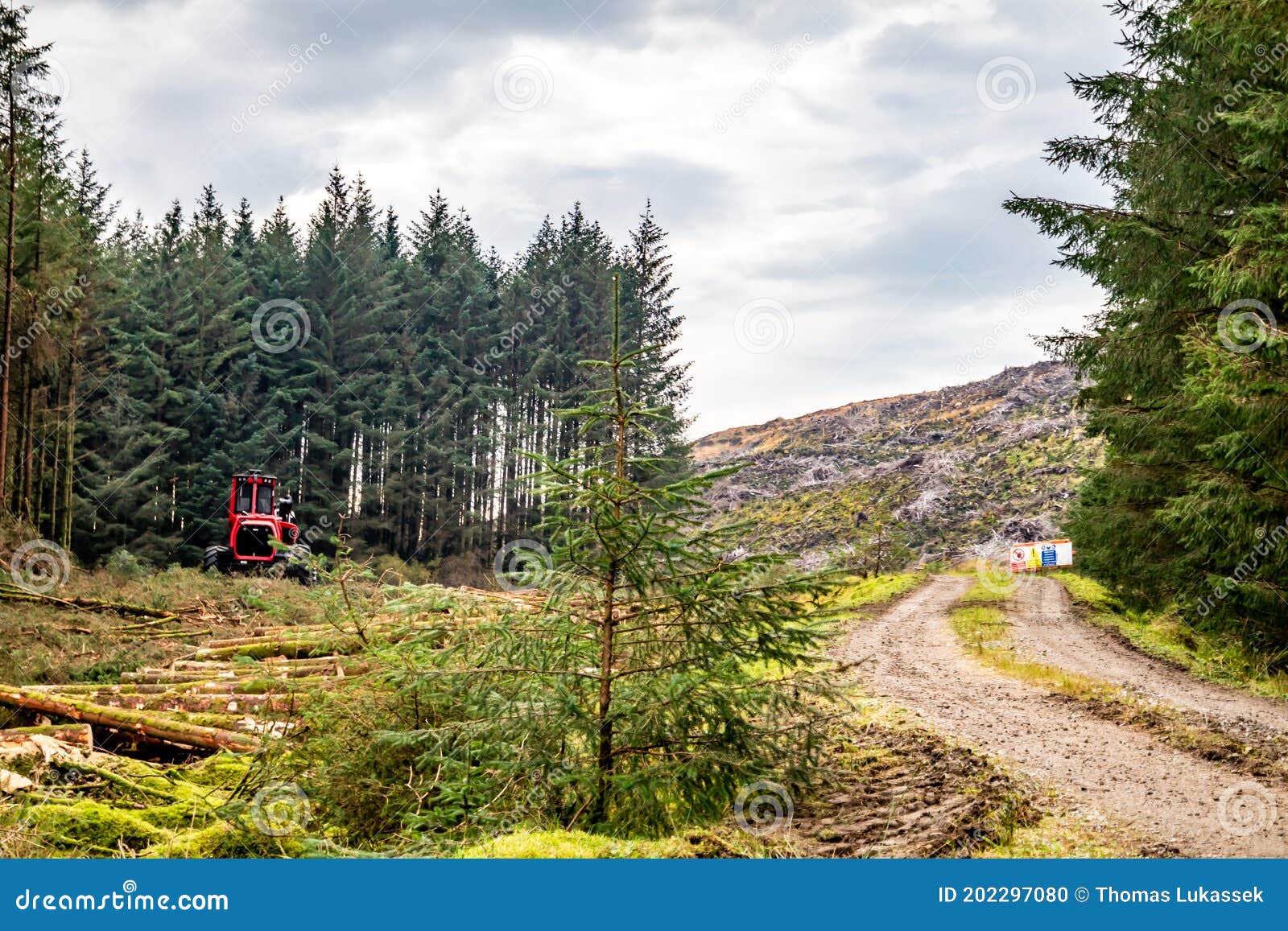 Deforestation Giong on in Donegal - Ireland Stock Photo - Image of ...