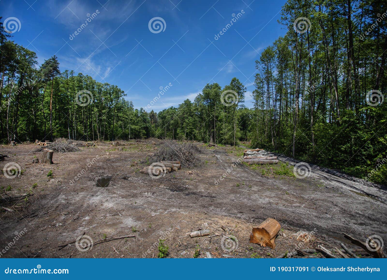 Deforestation is Harmful To the Environment. Destruction of Nature for ...