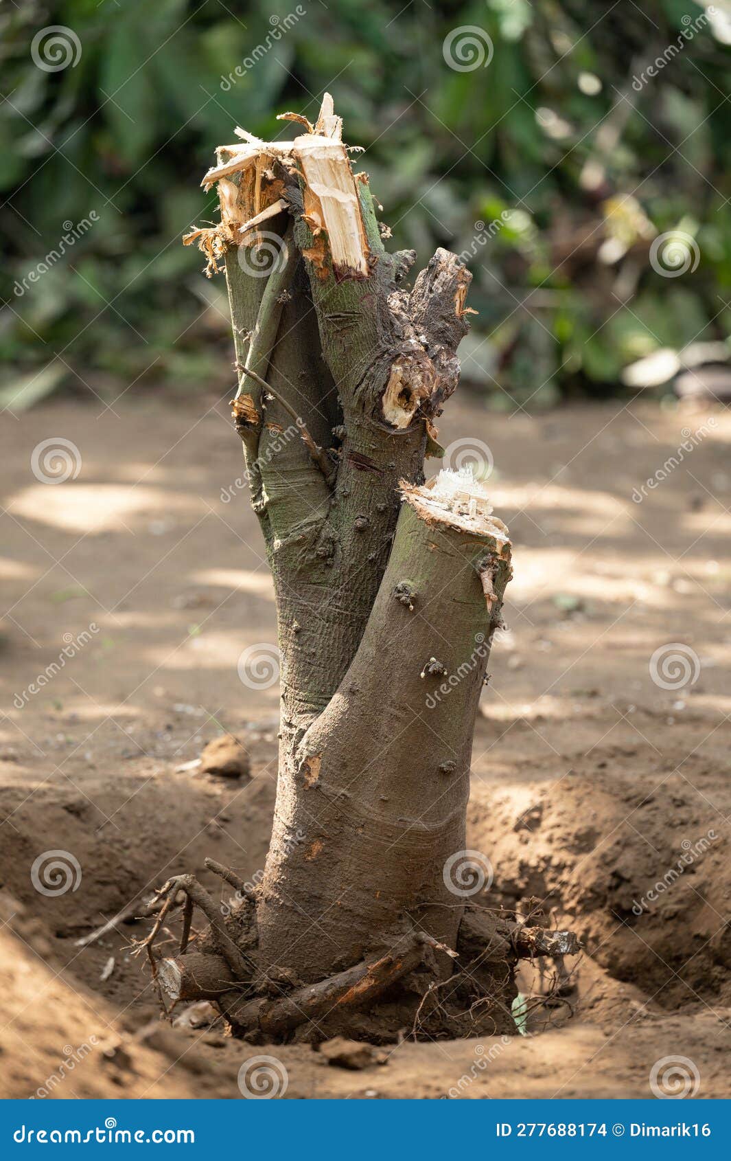 Deforestation Home Garden Theme Stock Photo - Image of nature, dark ...