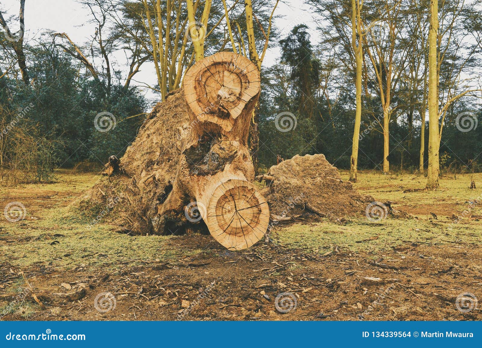 Deforestation at Lake Elementaita, Kenya Stock Photo - Image of valley ...