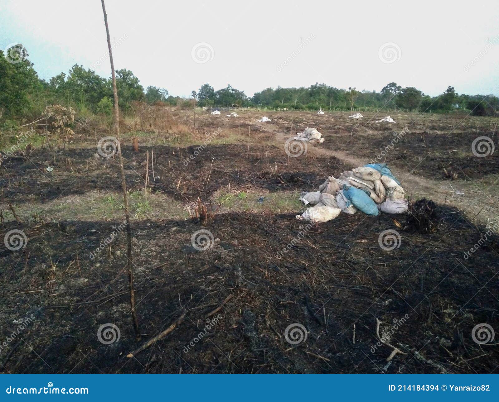 Planting 4deforestation Stock Photos - Free & Royalty-Free Stock Photos ...