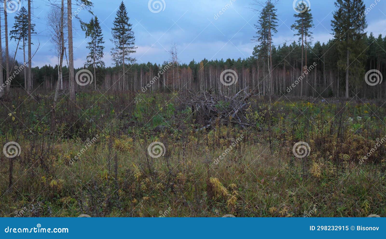 Deforestation landscape 4k stock video. Video of deforestation - 298232915