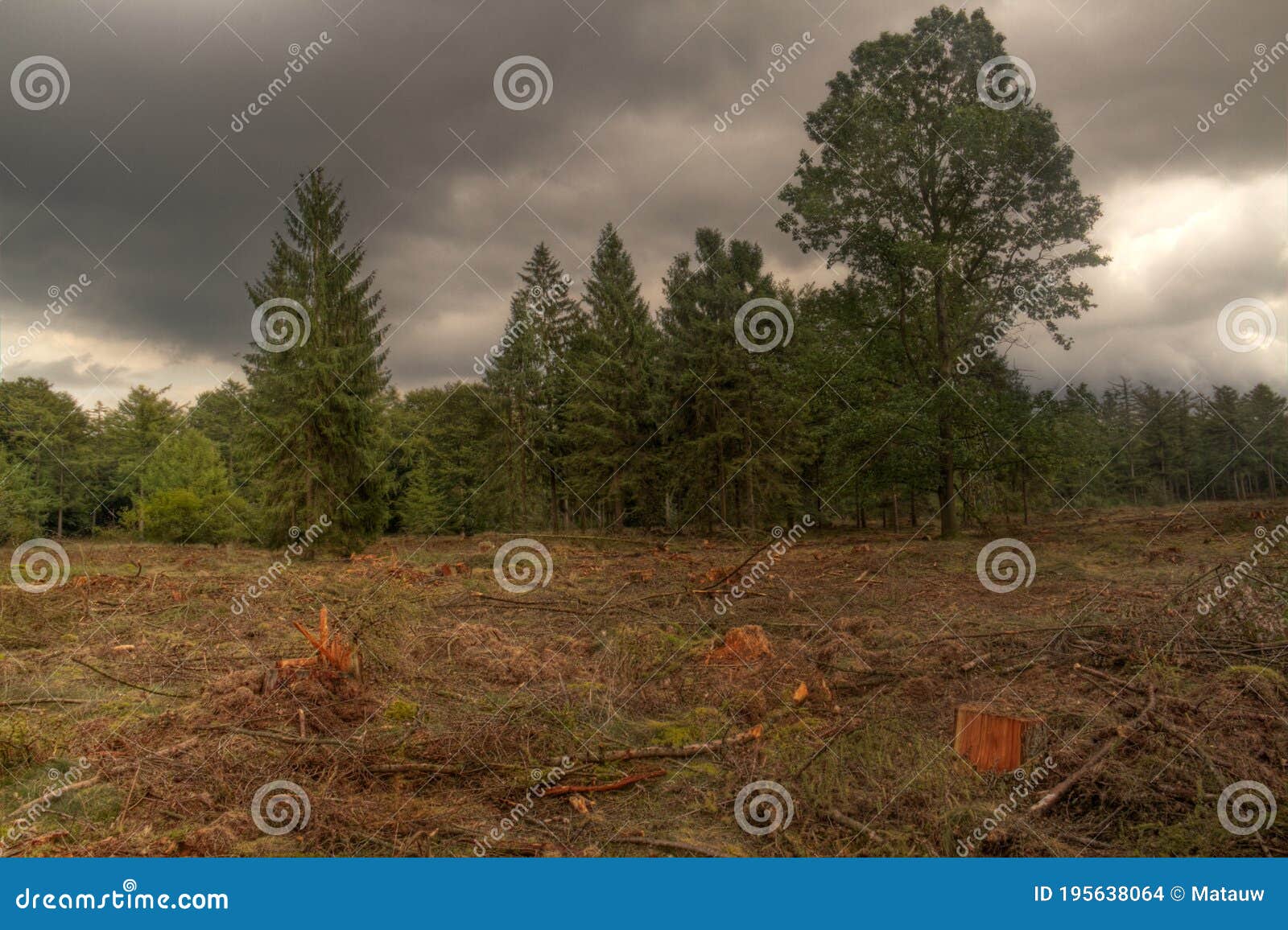 Deforestation stock photo. Image of grubbing, landscape - 195638064