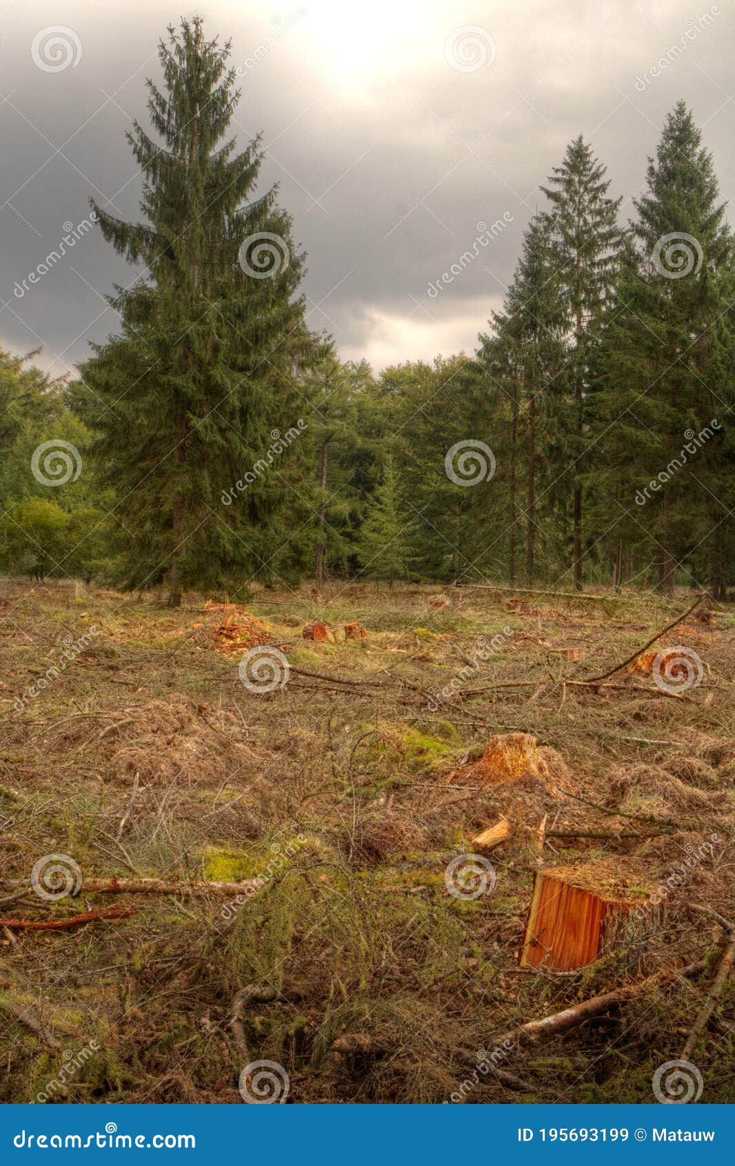 Deforestation, Large-scale Deforestation, Destruction Of The ...