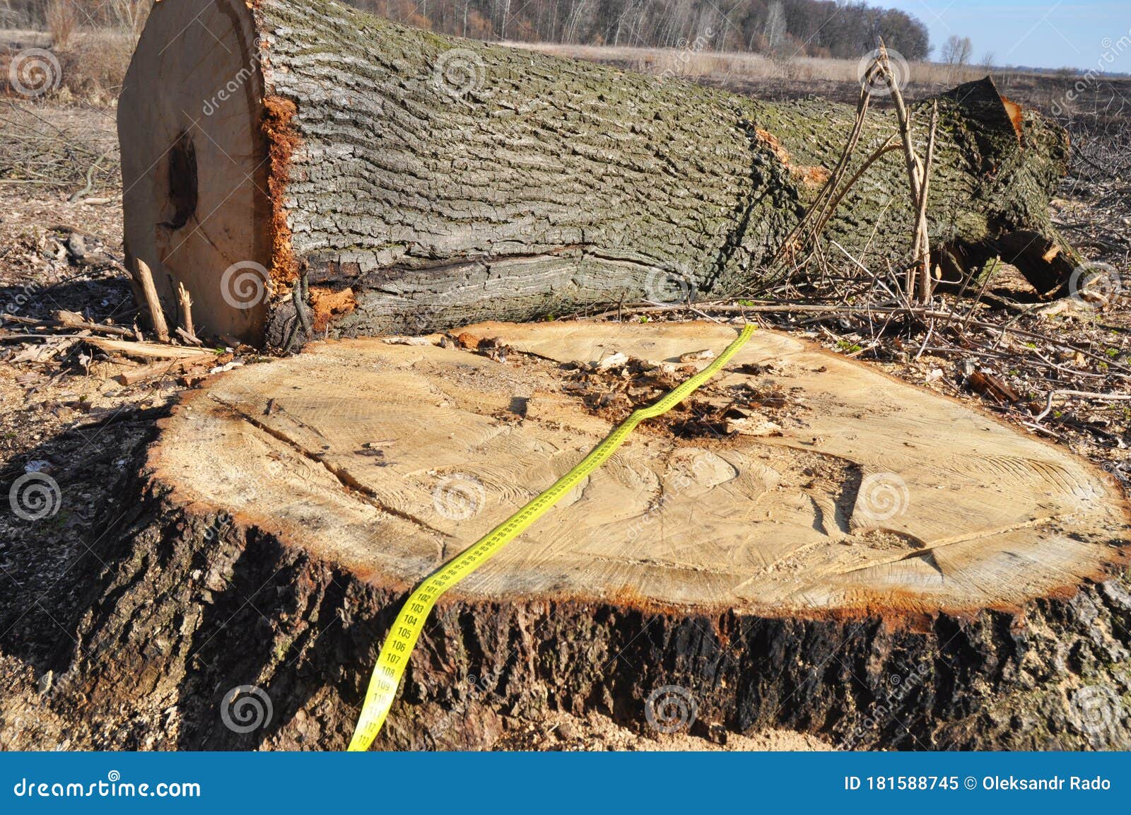 Deforestation, Large-scale Deforestation, Destruction Of The ...