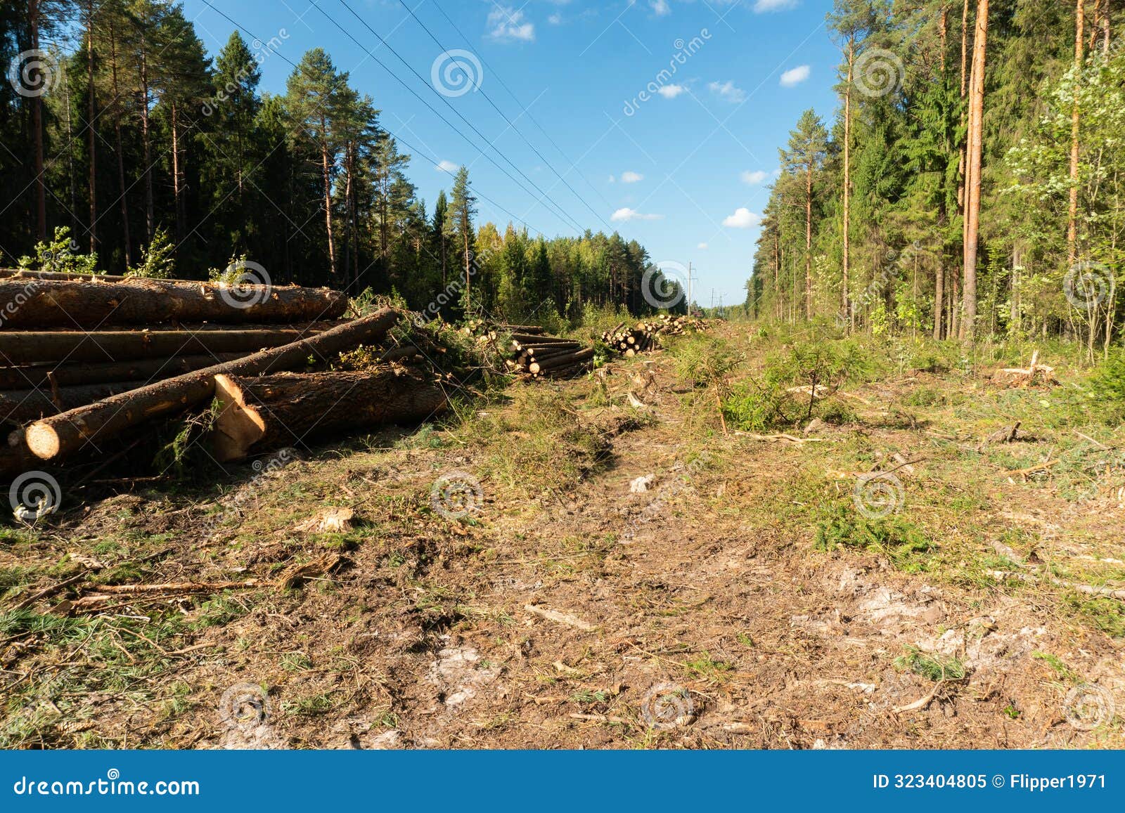 Deforestation for Laying a High-voltage Line Stock Image - Image of ...