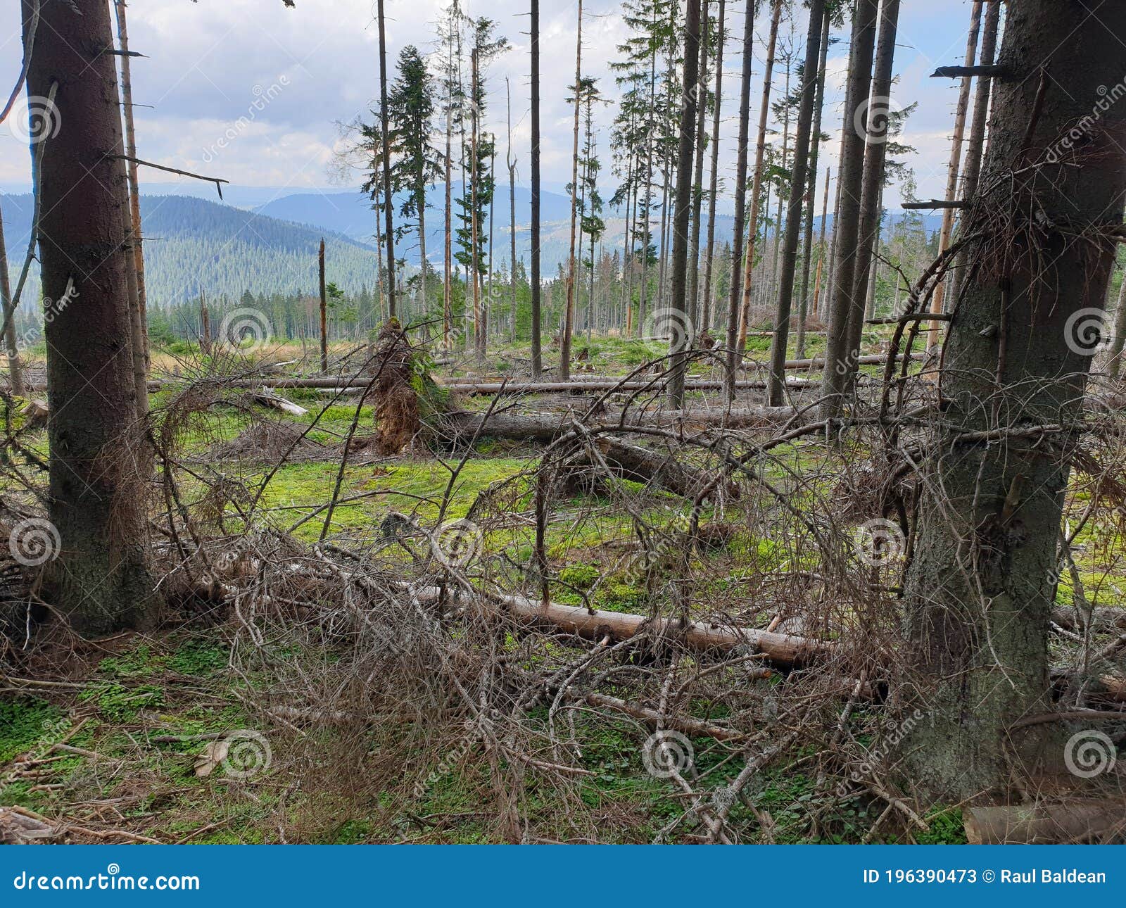 Marisel Cutting Down Forest Environmental Issue Stock Photography ...