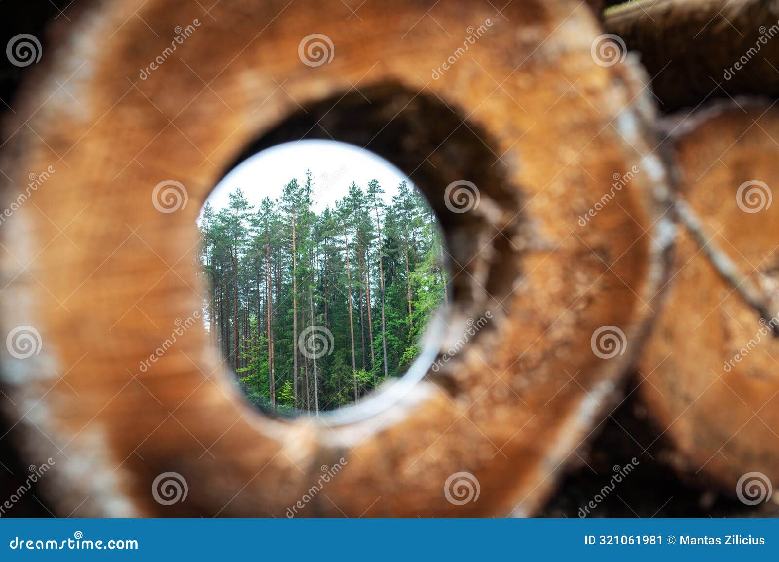 Deforestation in Lithuania. Cutting Trees Massively. Metaphor Concept ...