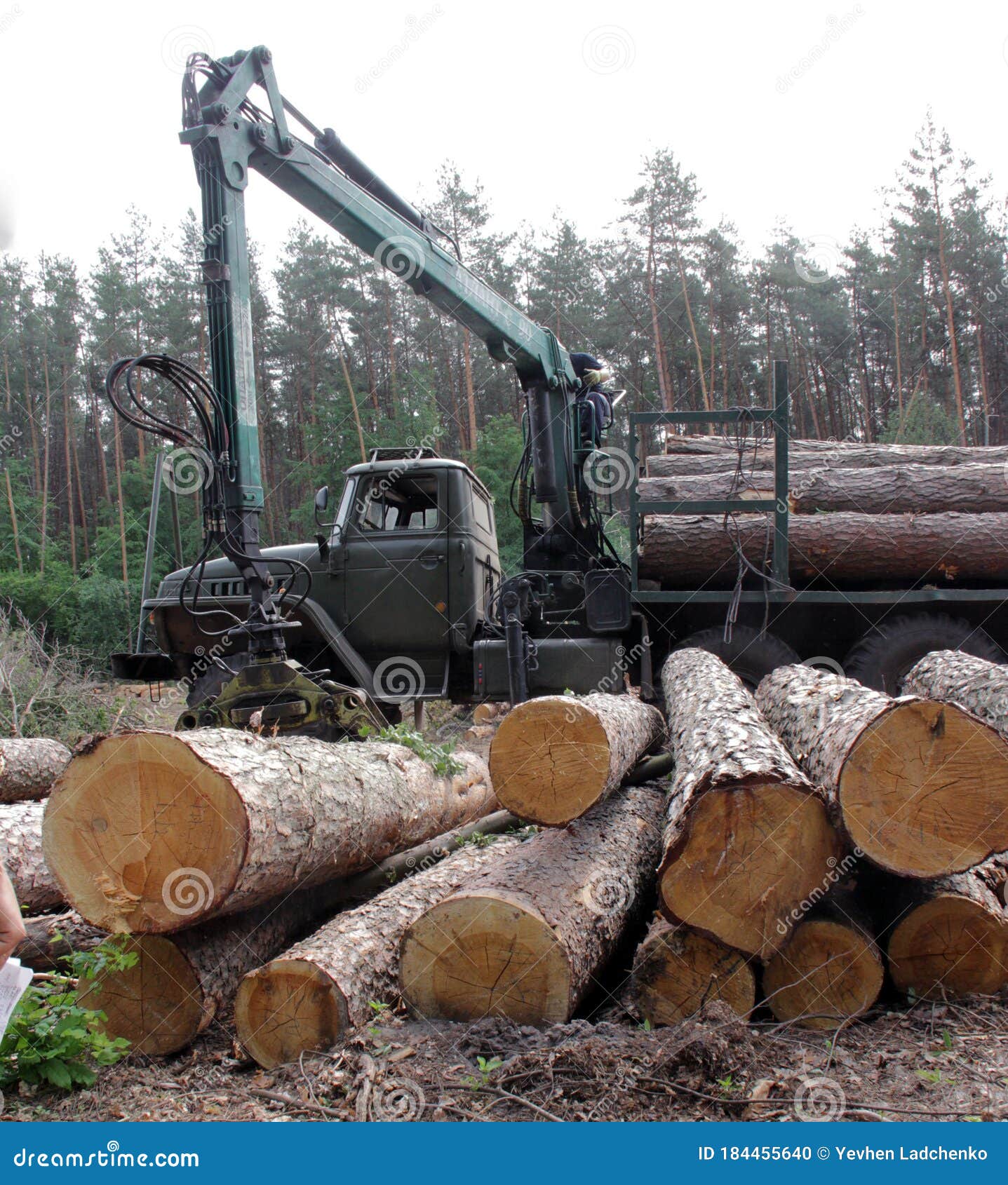 Deforestation and Loading Tree Trunks on a Machine Editorial Image ...