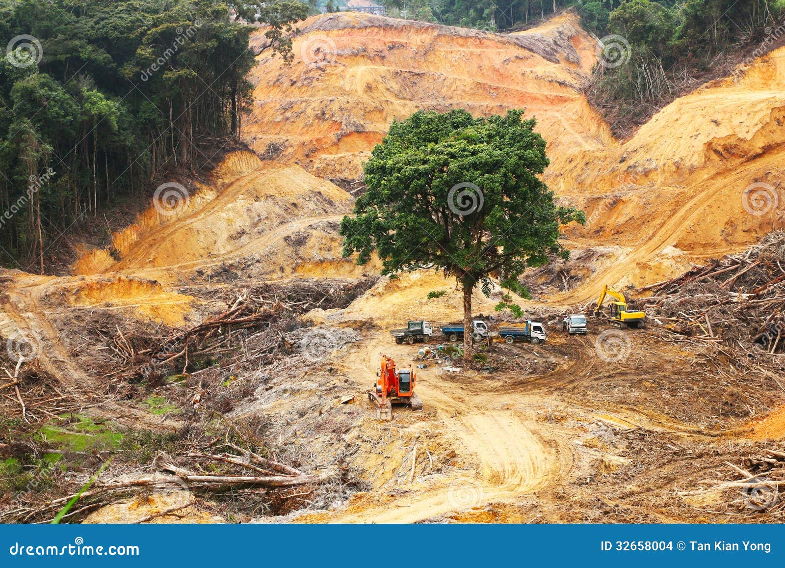Deforestation stock photo. Image of tree, biodiversity - 32658004