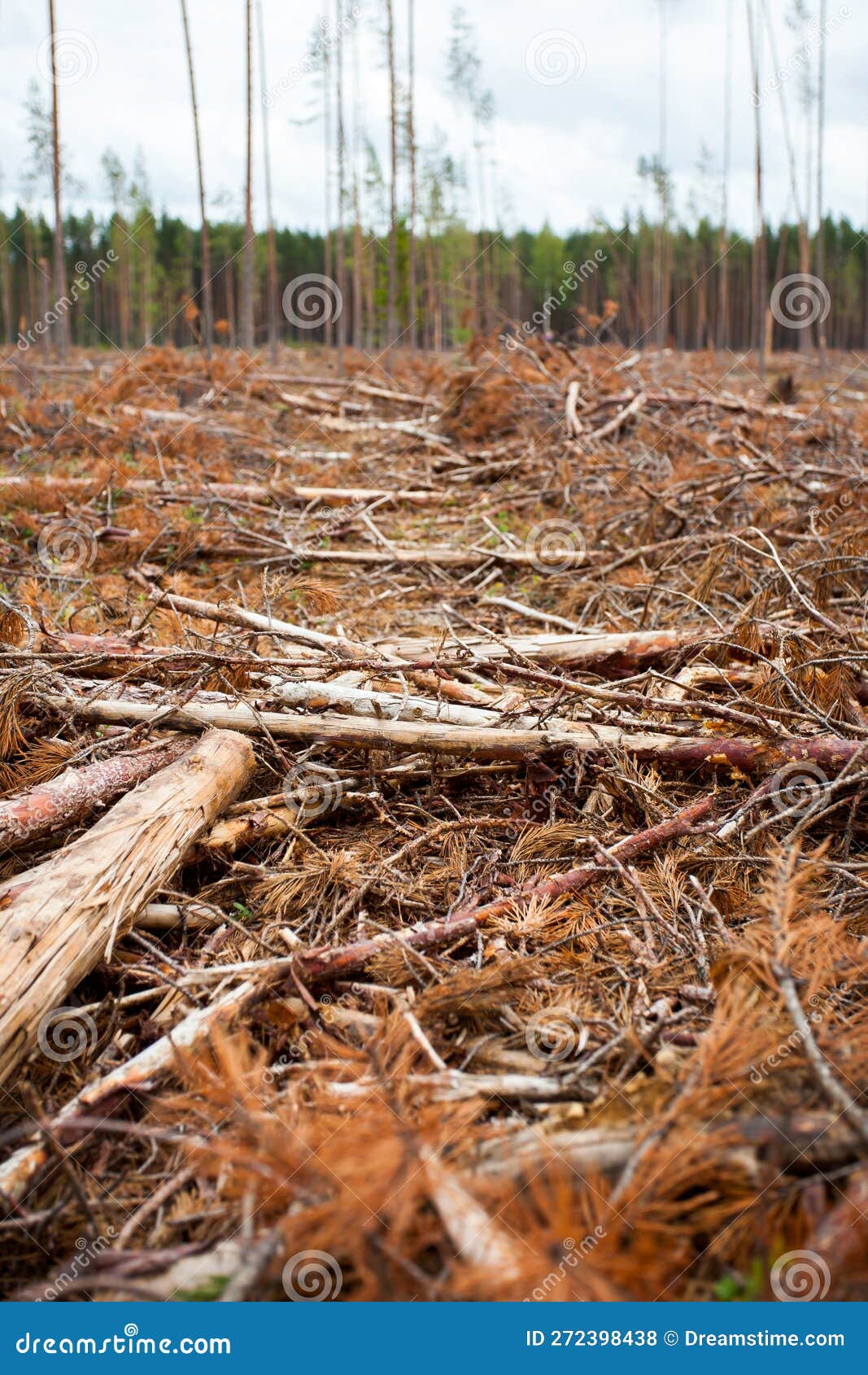 Deforestation. Logging, a Lot of Fallen Tree Trunks on the Ground Stock ...