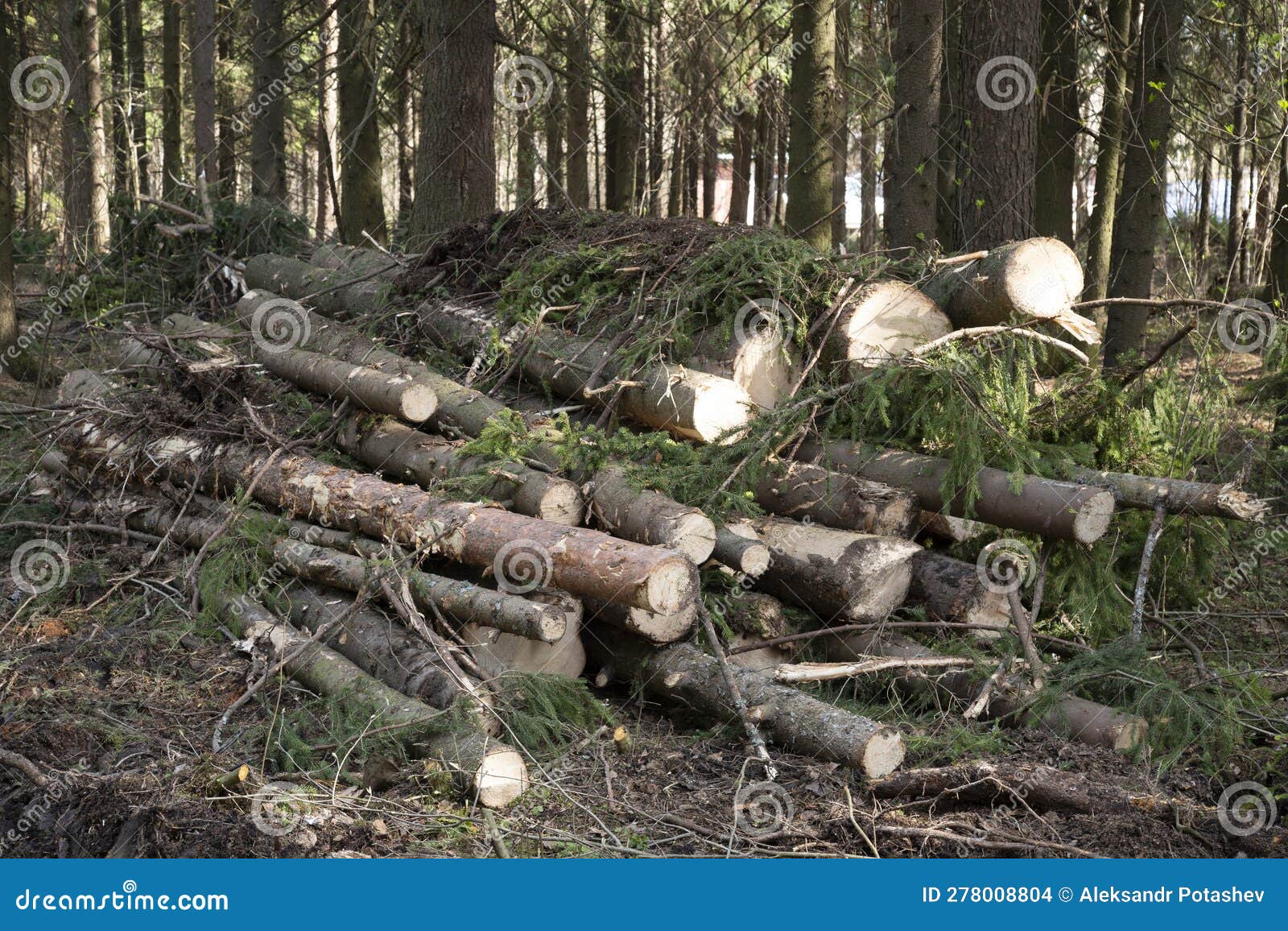 Deforestation.Logging.Sawing of the Forest Stock Photo - Image of work ...