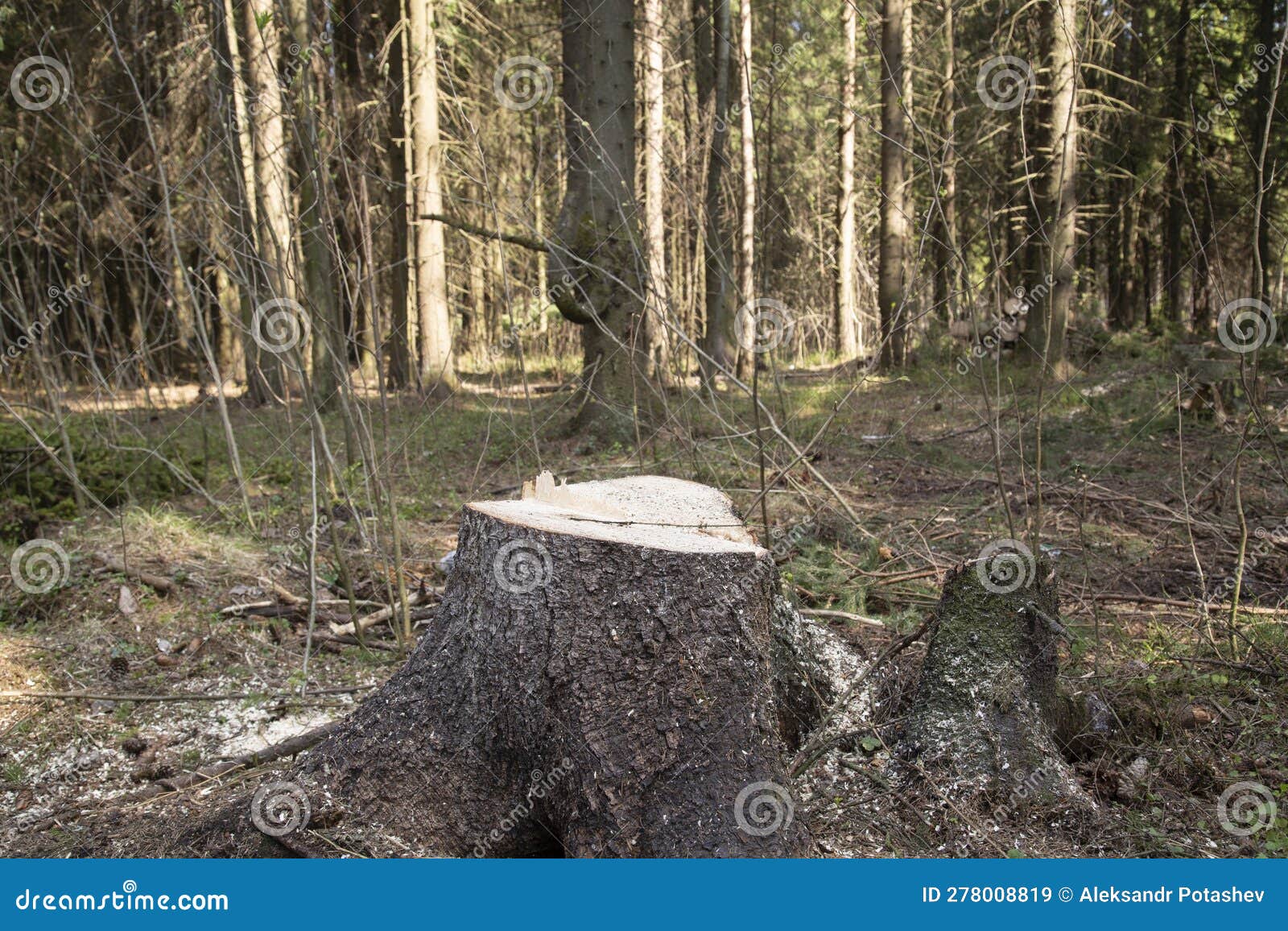 Deforestation.Logging.Sawing of the Forest Stock Image - Image of work ...