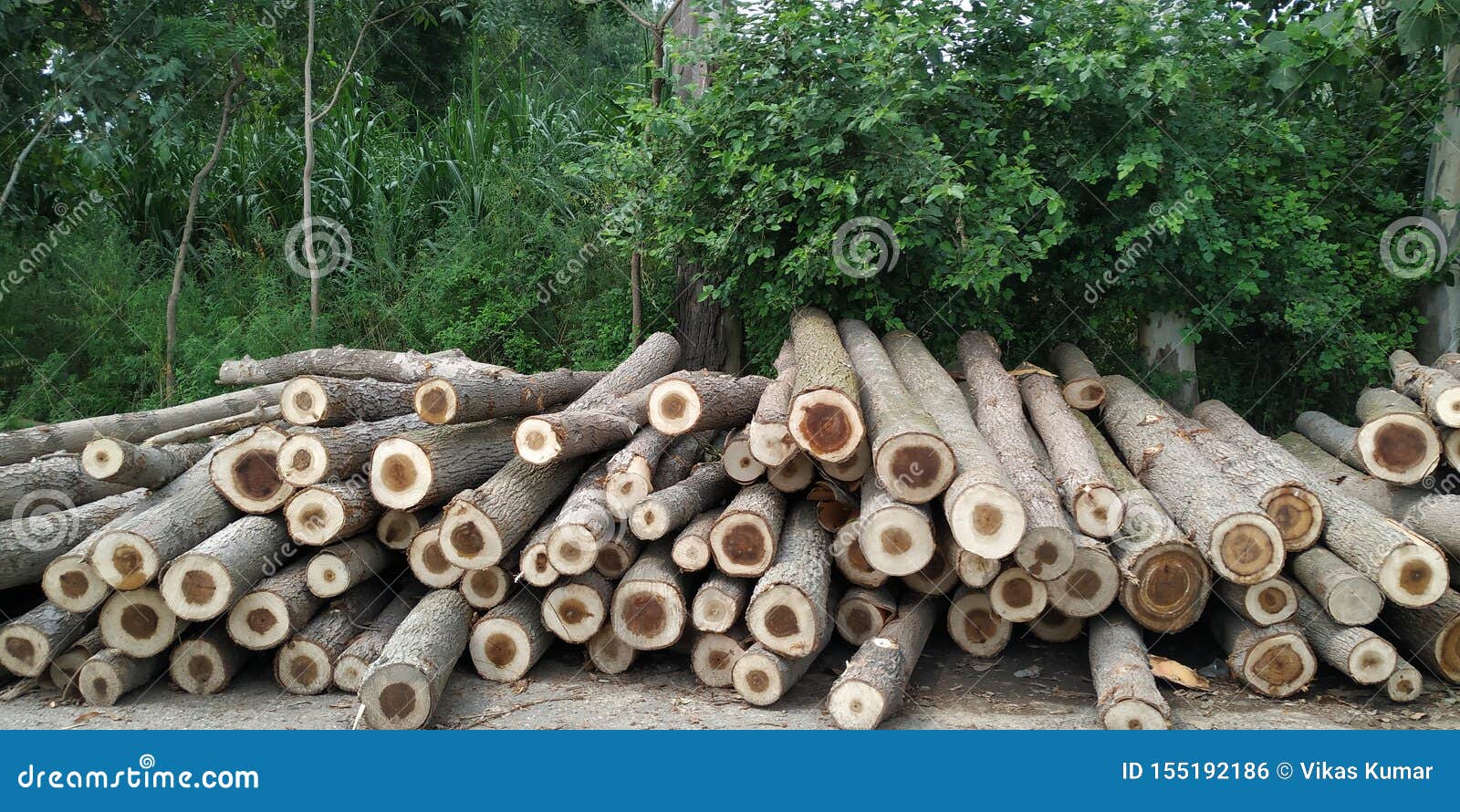 Deforestation is Major Factor of Global Global Warming and Spoil the ...