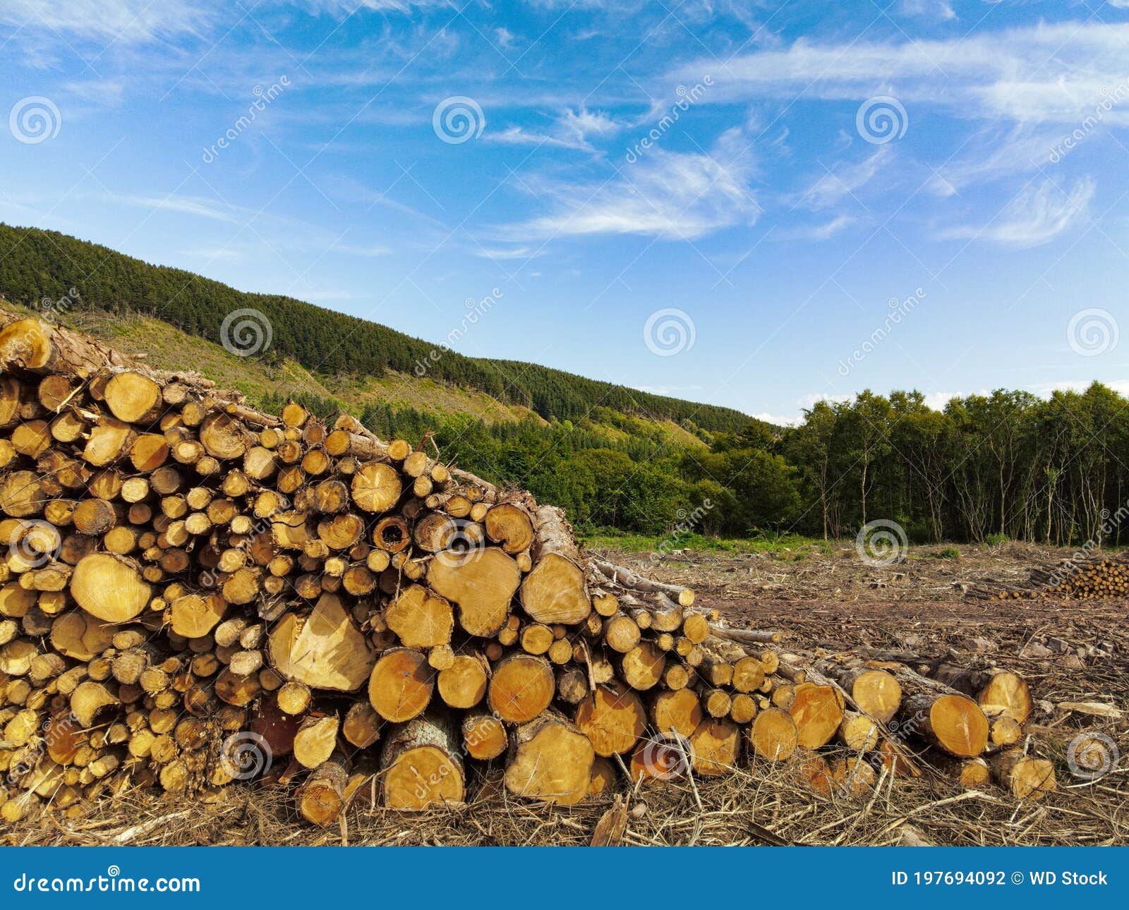 Logging Trees in the Mountains Stock Photo - Image of forestry, fuel ...