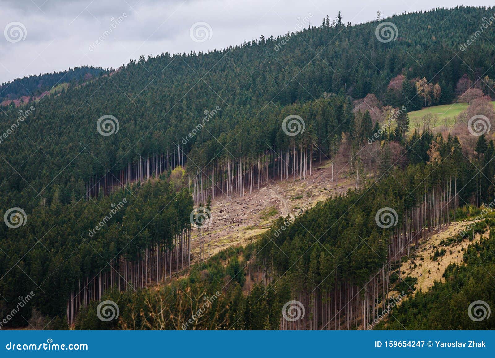 Deforestation Causing Irreversible Damage To Amazon Rainforest ...