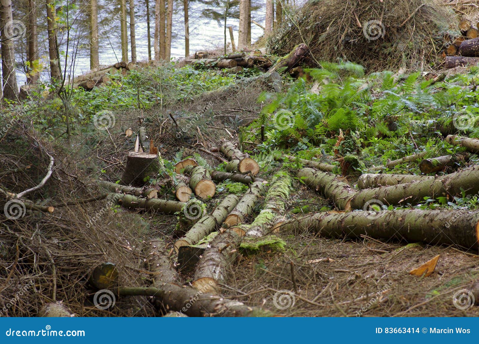 Deforestation in Peak District, England, UK Stock Photo - Image of peak ...