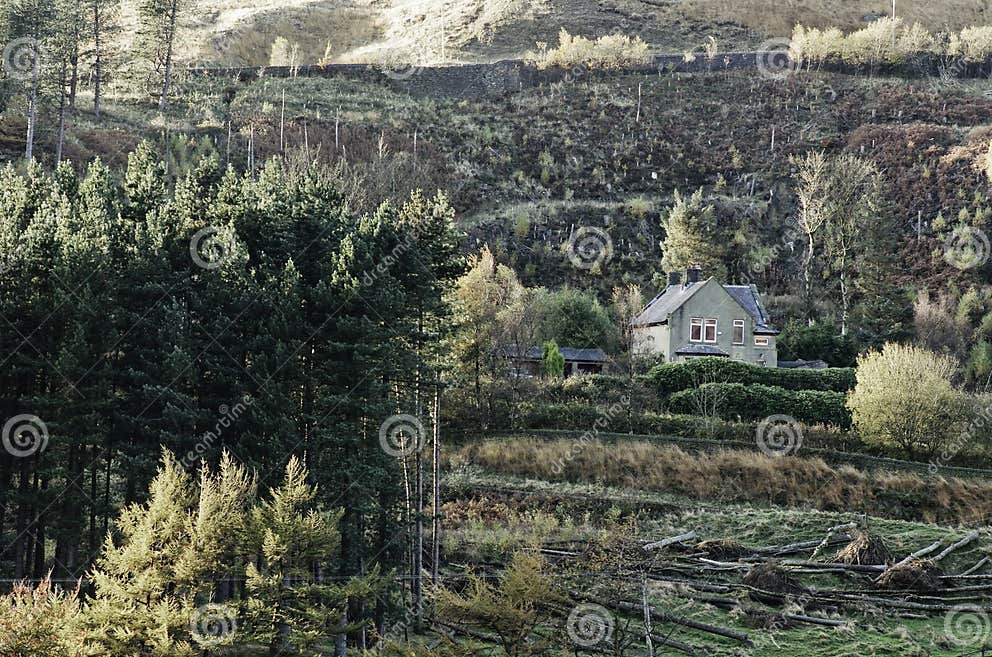 Deforestation in Peak District, England, UK Stock Image - Image of life ...