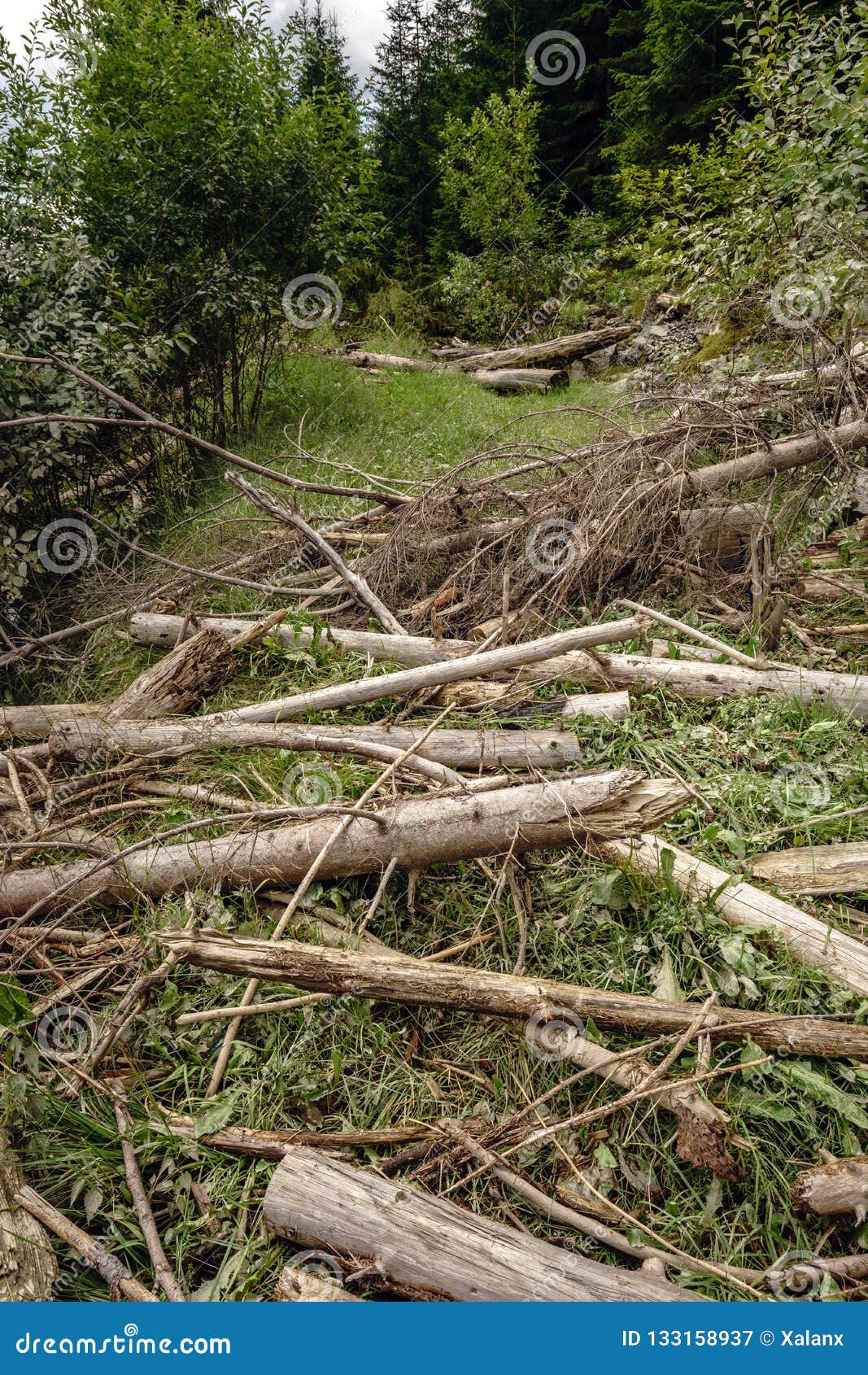 Deforestation in Pine Forests Stock Image - Image of abuse, alps: 133158937