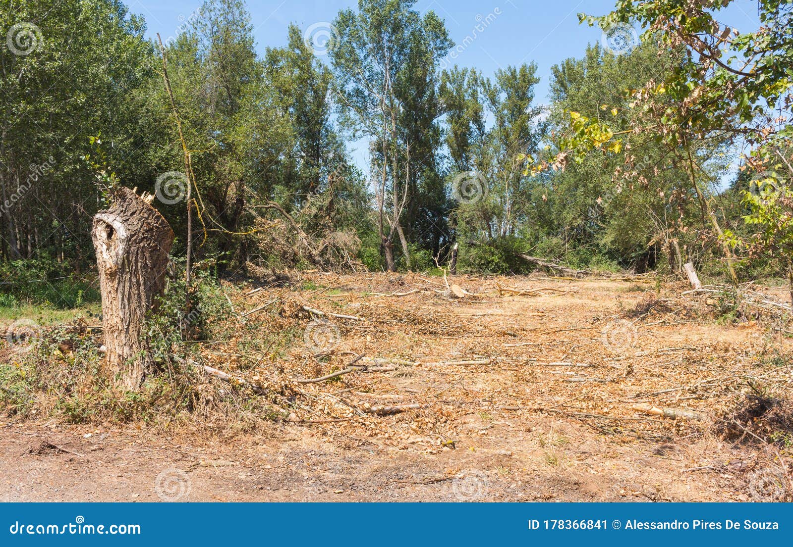 Deforestation Problem that Leads To Environmental Problems. Stock Image ...