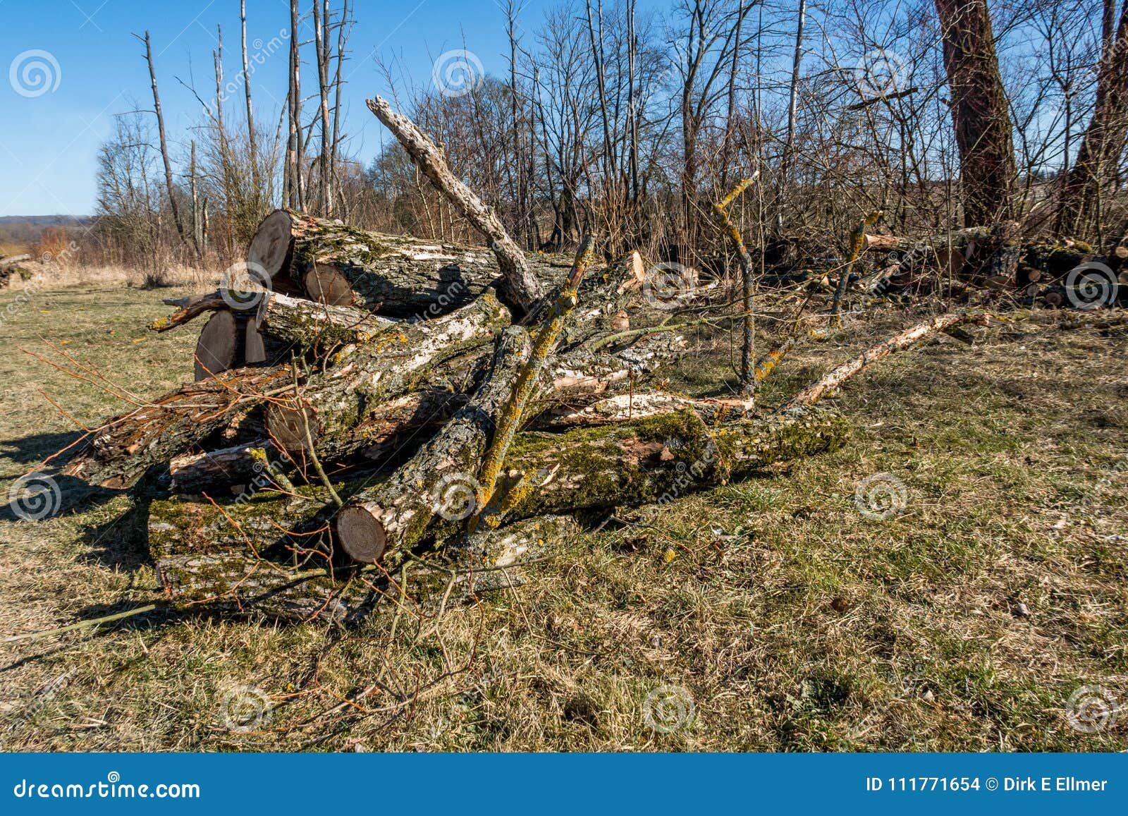 Deforestation - Protected Landscape Area Stock Photo - Image of plant ...