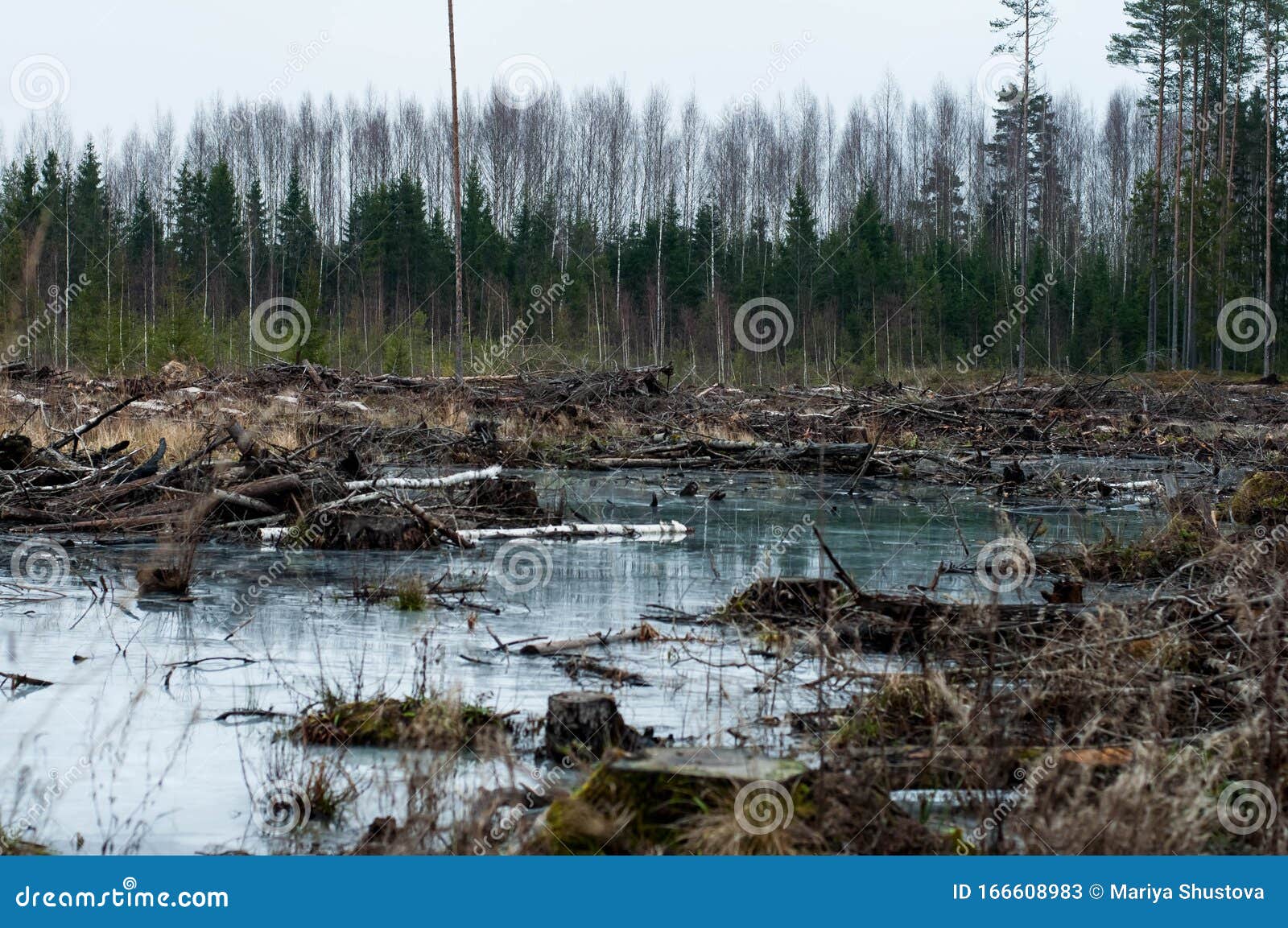 Deforestation. Residues from the Forest Stock Image - Image of nature ...