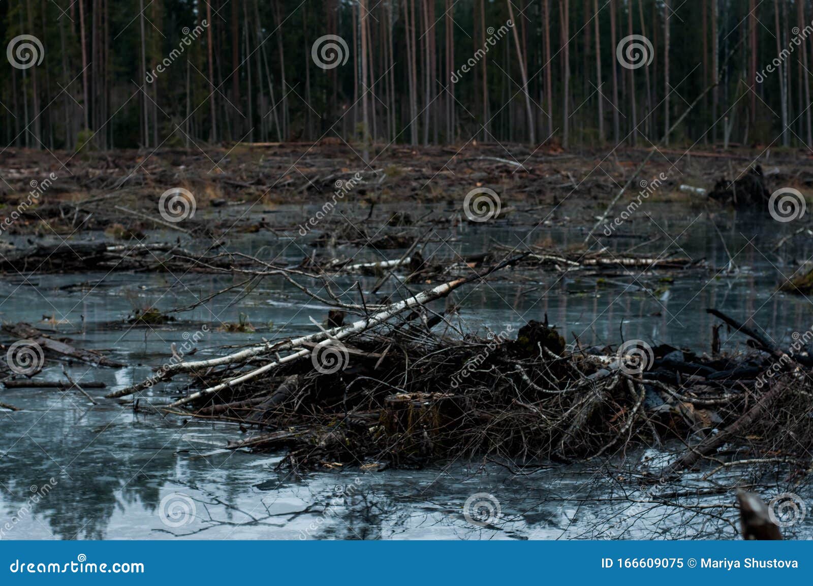 Deforestation. Residues from the Forest Stock Image - Image of natural ...
