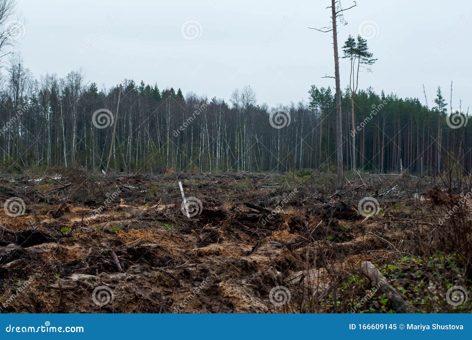 Deforestation. Residues from the Forest Stock Image - Image of ...